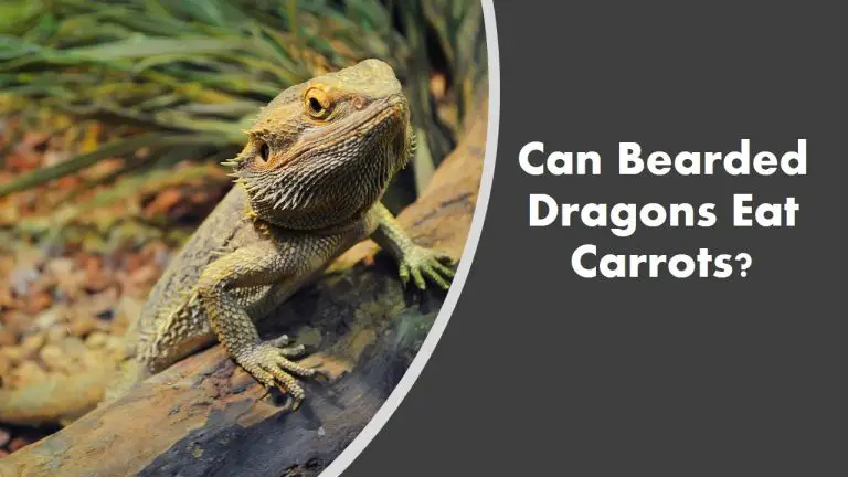 Can Bearded Dragons Eat Carrots? (See What Happens) Can Bearded Dragons Eat Carrots? (See What Happens)